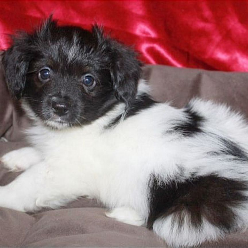 Суперпушистый мальчик папийона