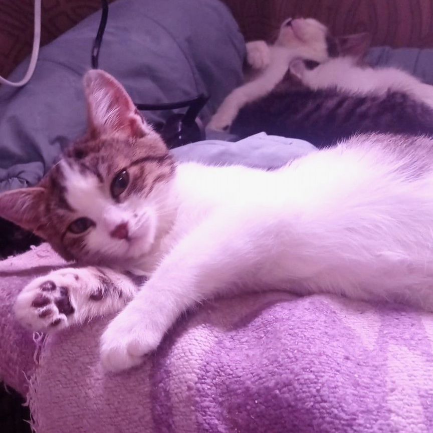 Котята в мешке