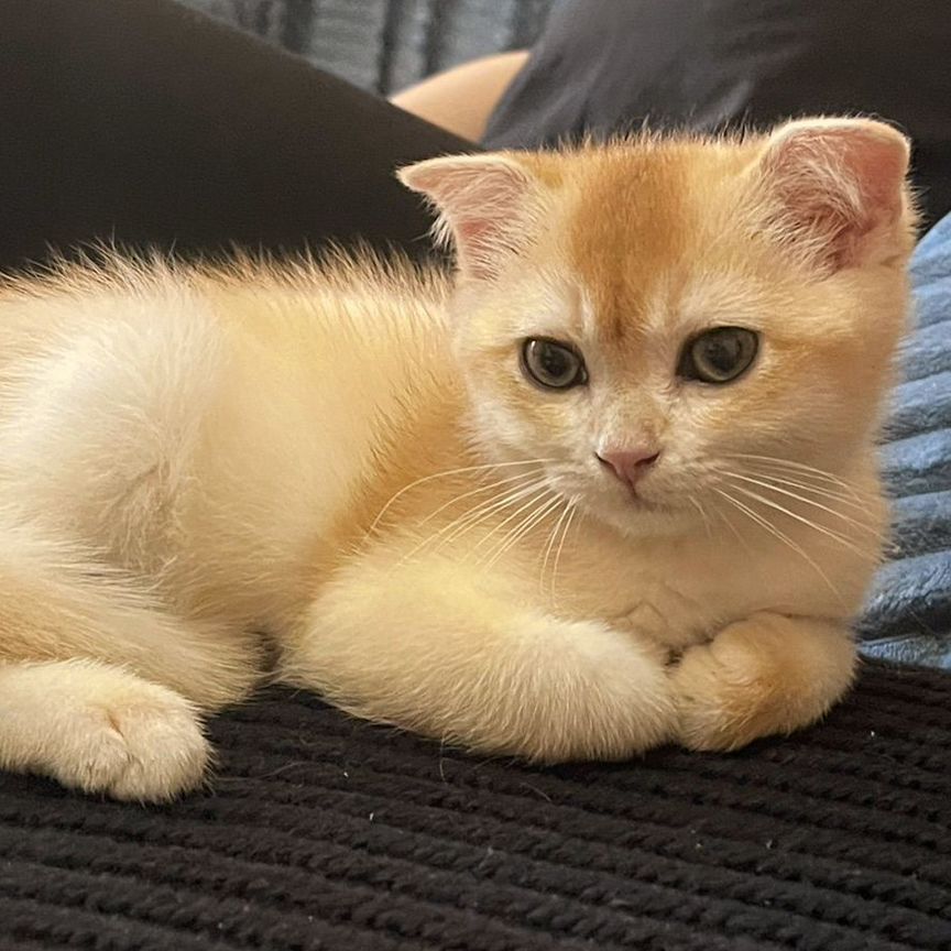 Шотландские котята вислоухий
