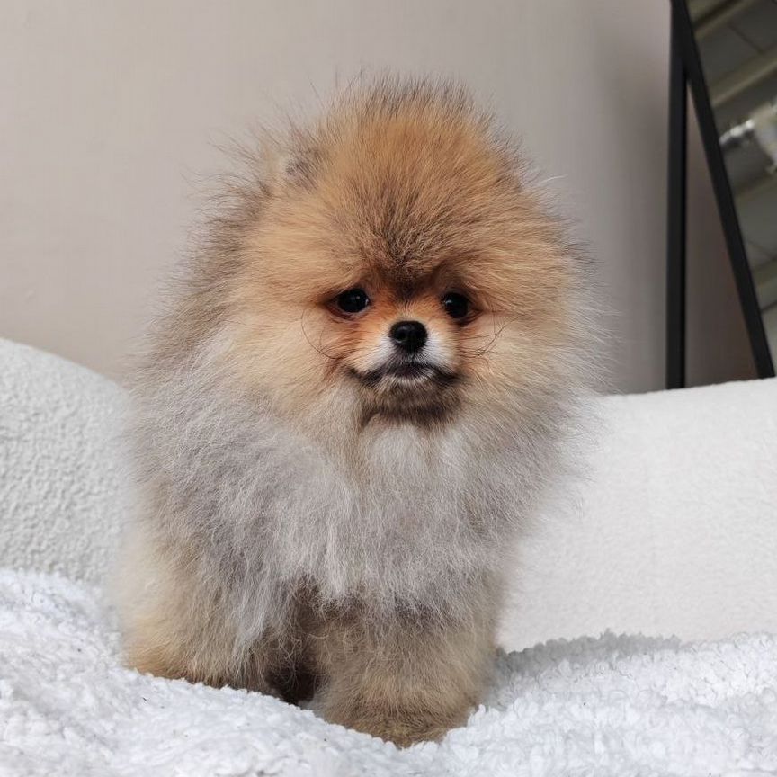 Померанский шпиц, щенок