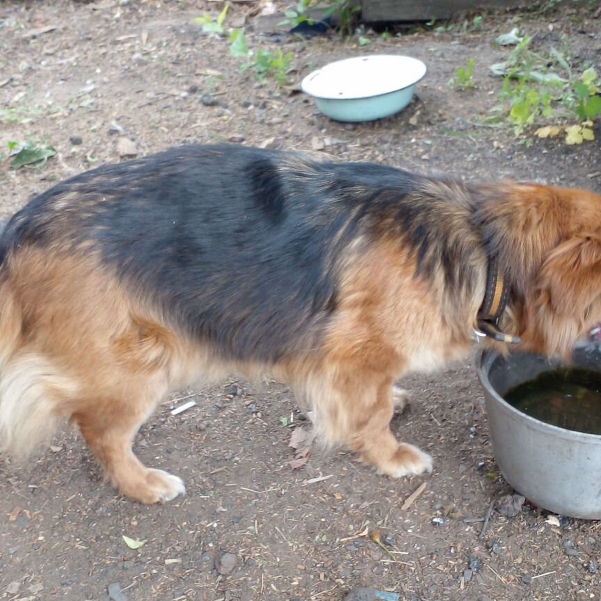 Собака в добрые руки