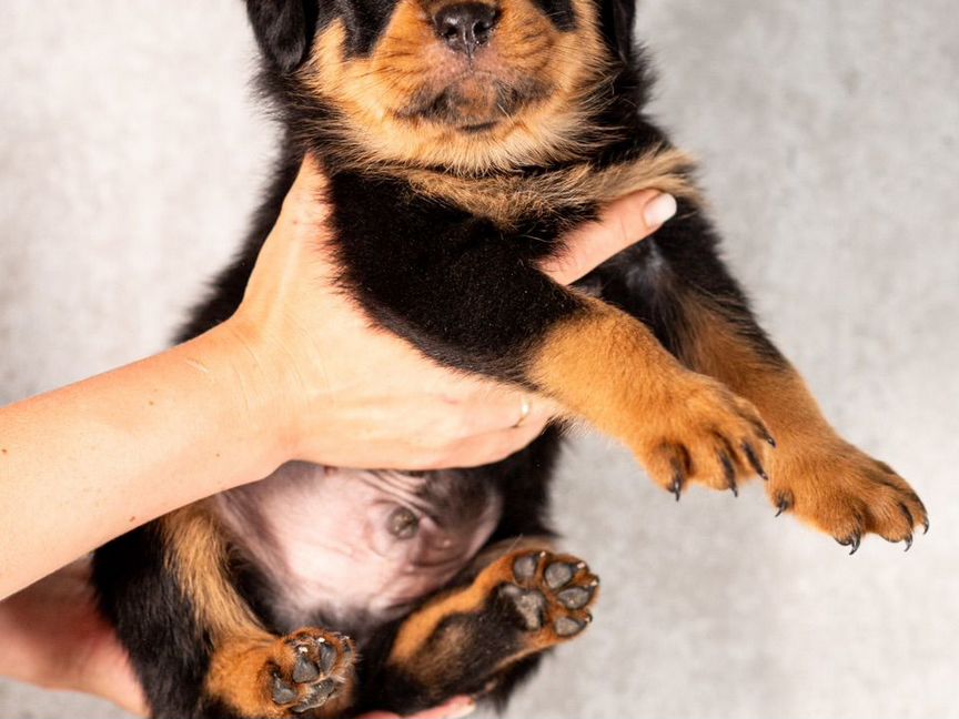 Щенки ротвейлера