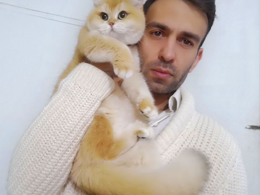 Британские котята из питомника