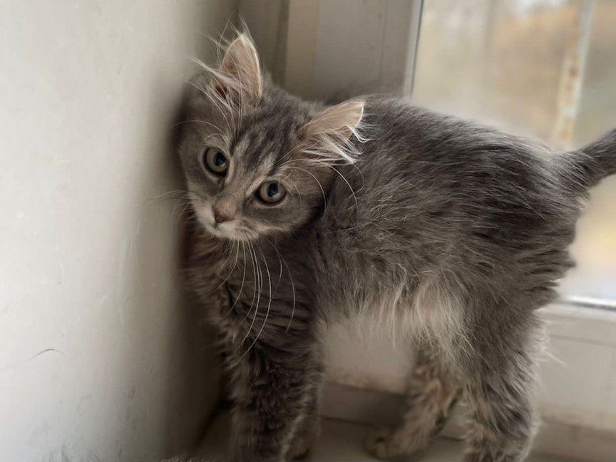 Три котенка очень ждут любящих родителей