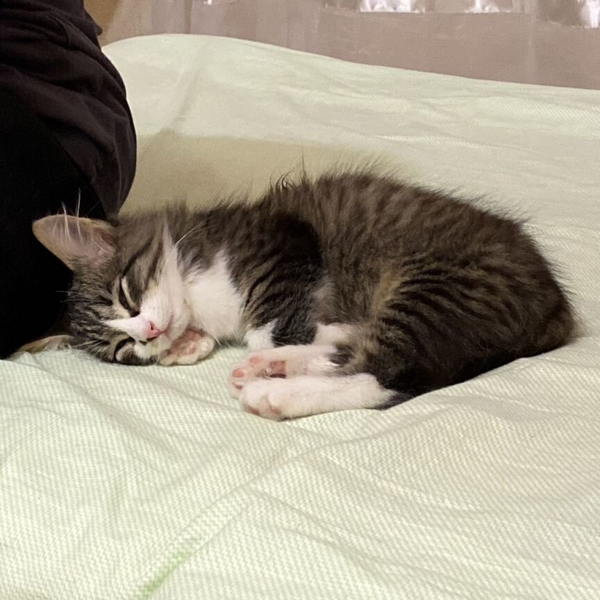 Котёнок в добрые руки