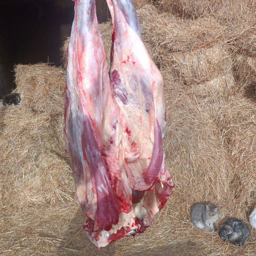 Мясо говядина для собак