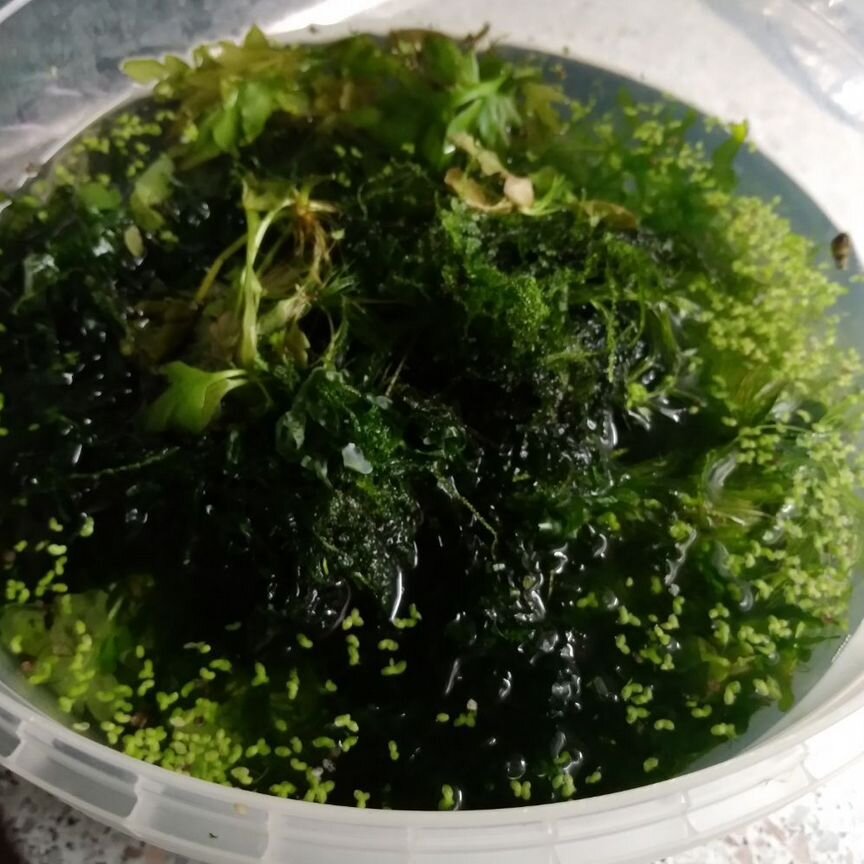 Растения в аквариум