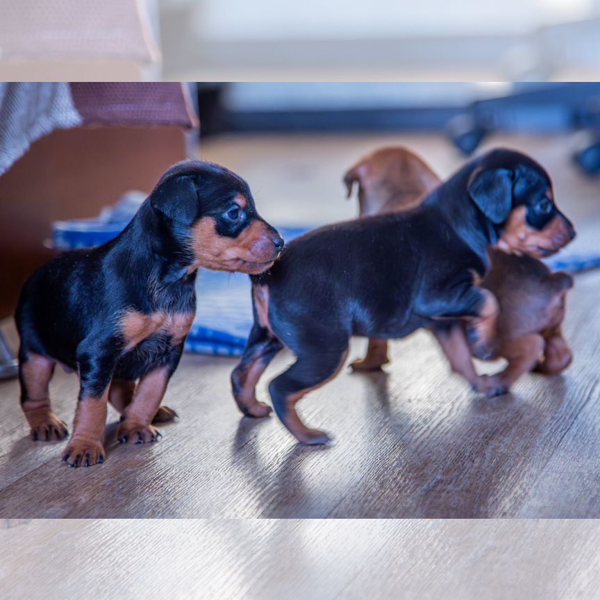 Цвергпинчер, щенок