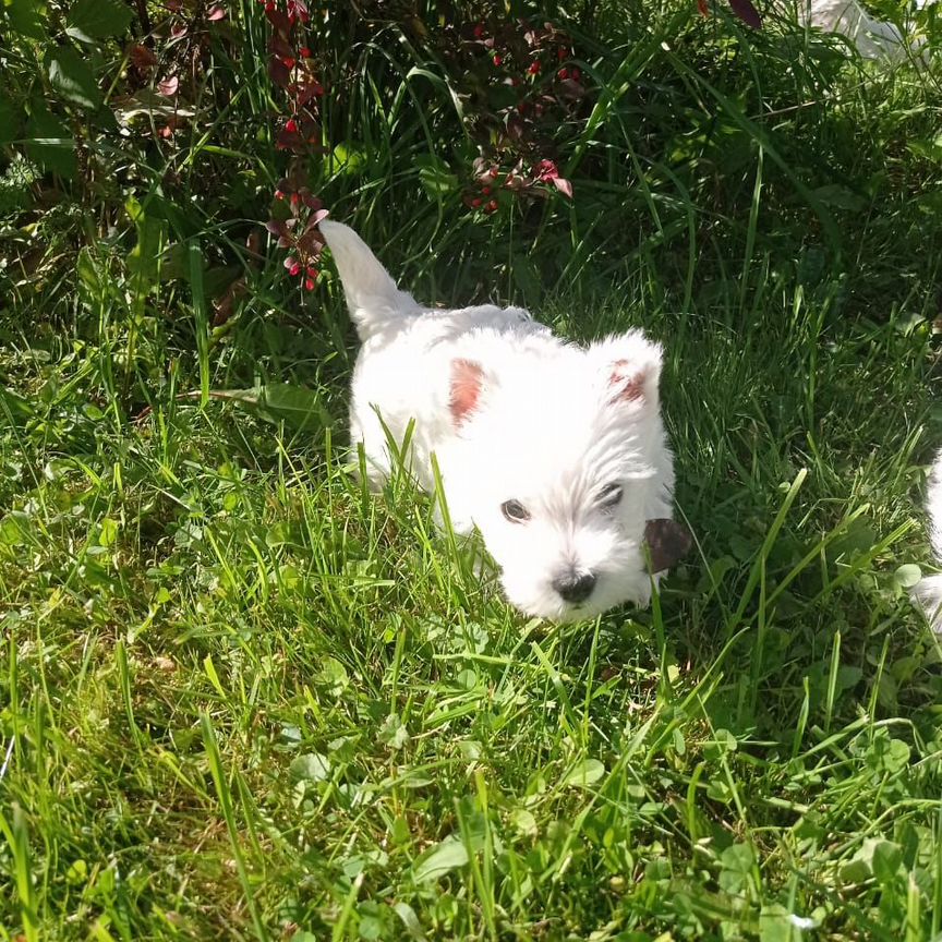 Щенки вест хайленд вайт терьер