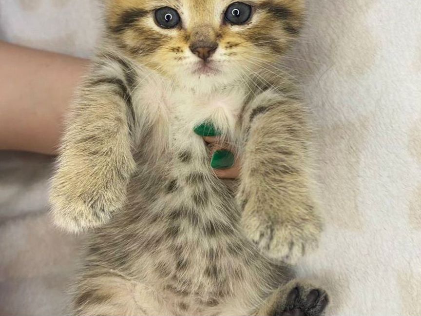 Шотландский котенок тигрового окраса