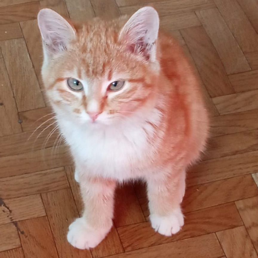 Отдам в добрые руки