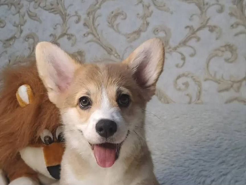 Вельш Кopги Пембpок