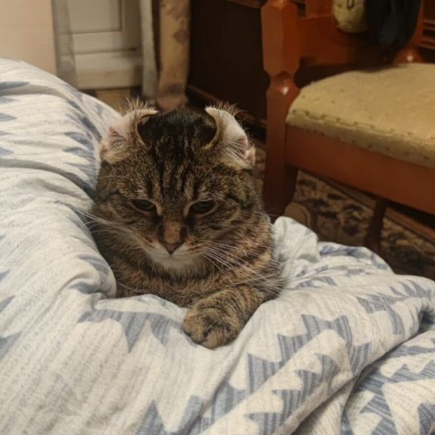 Кошки в добрые руки