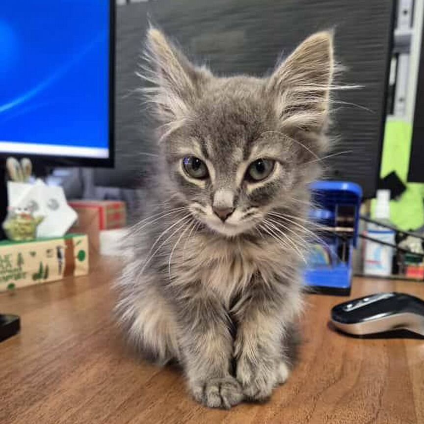 Котёнок в добрые руки