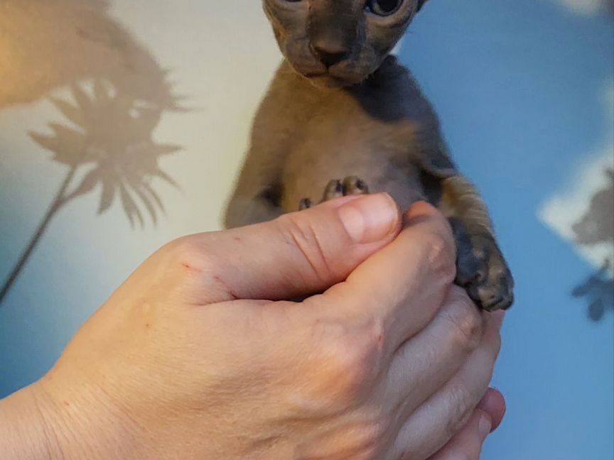 Голубая девочка эльфа в разведение