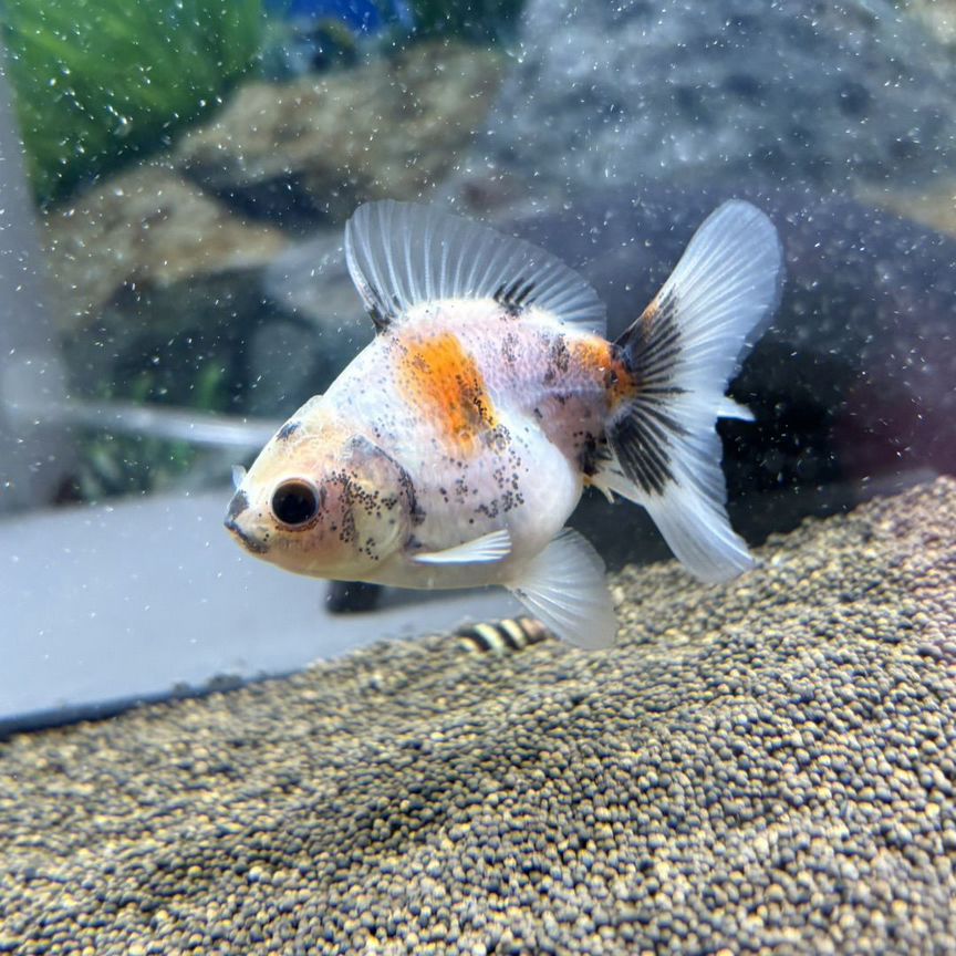 Золотая рыбка