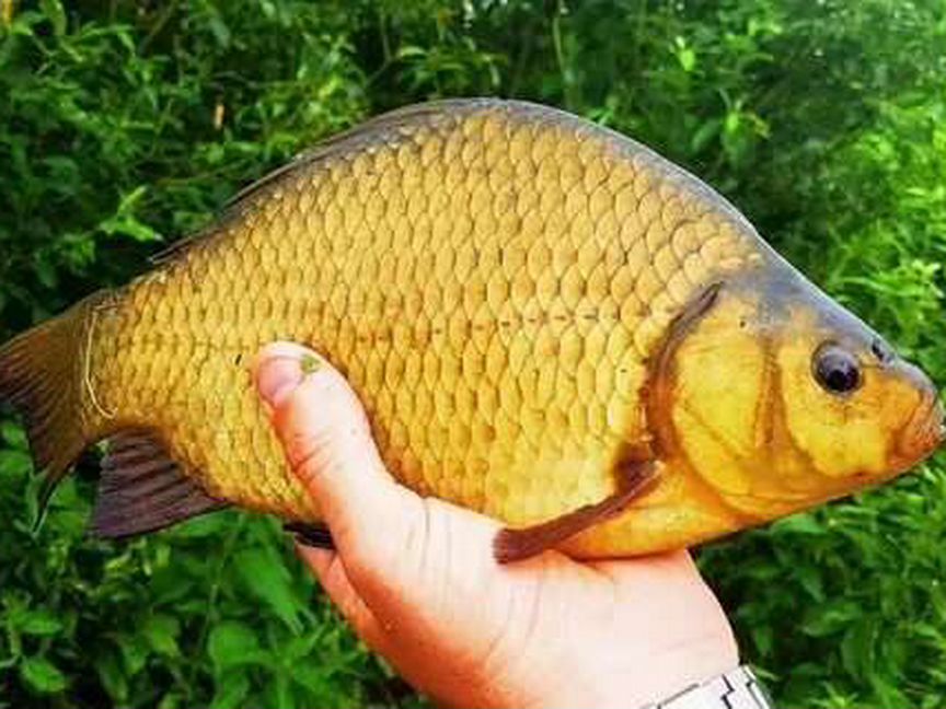Золотой карась