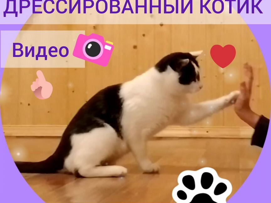Дрессированный котик. Котенок Кошка кошечка