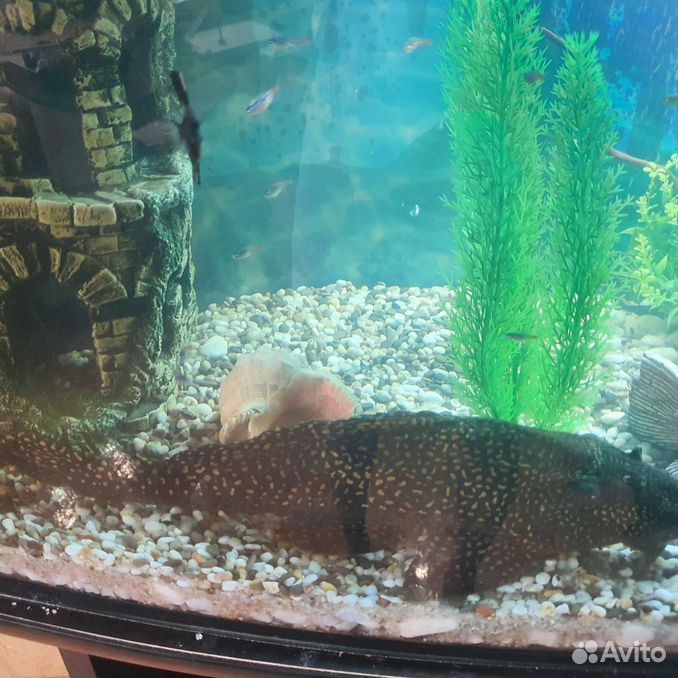 Сом в добрые руки