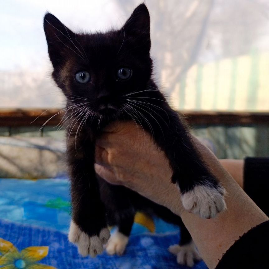 Котёнок в добрые руки