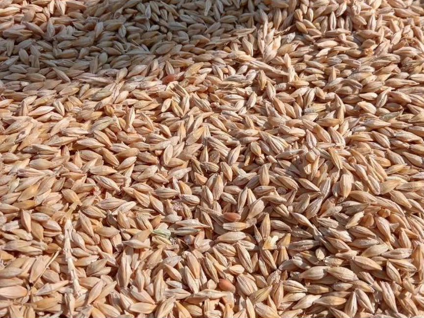 Кормовая кукуруза, Семечко на корм