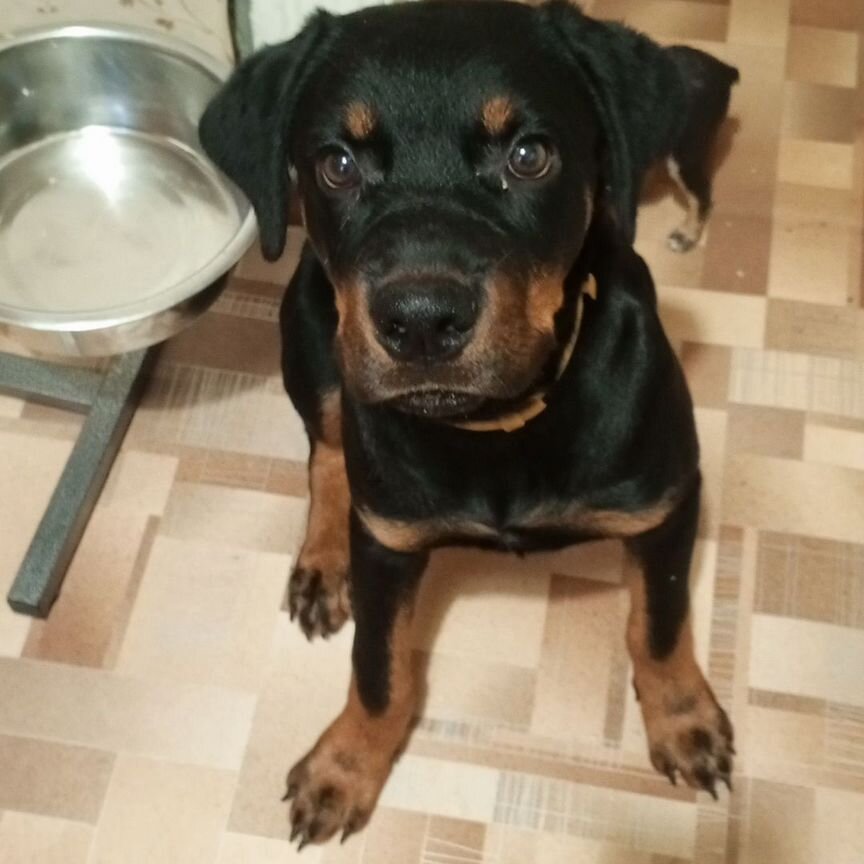 Щенки ротвейлера