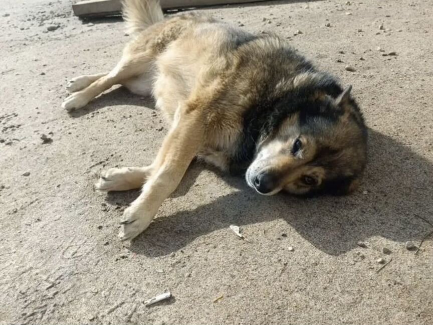 Собака живет на стройке возле дороги