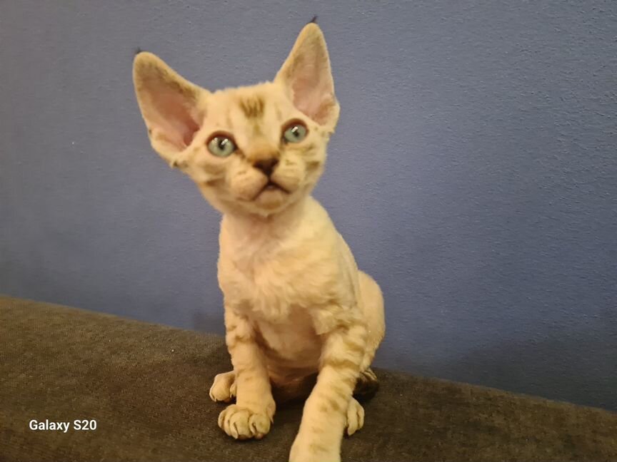 Котенок породы девон рекс