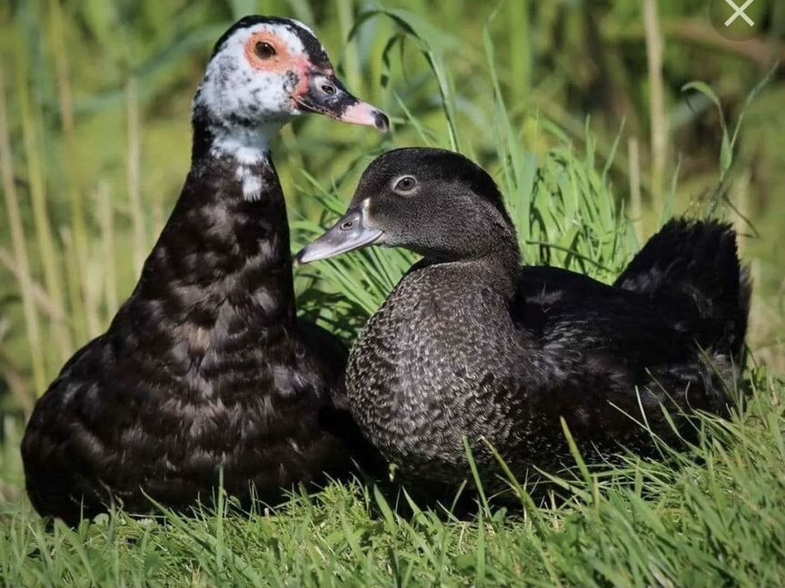 Утки и курицы