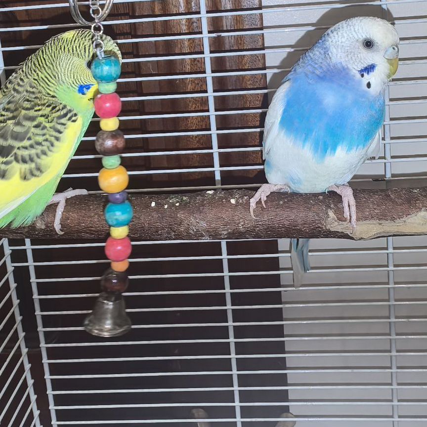 2 Волнистых попугая с клеткой