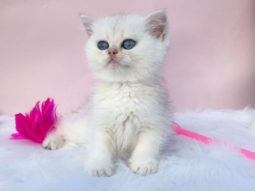 Котята бритнское серебро