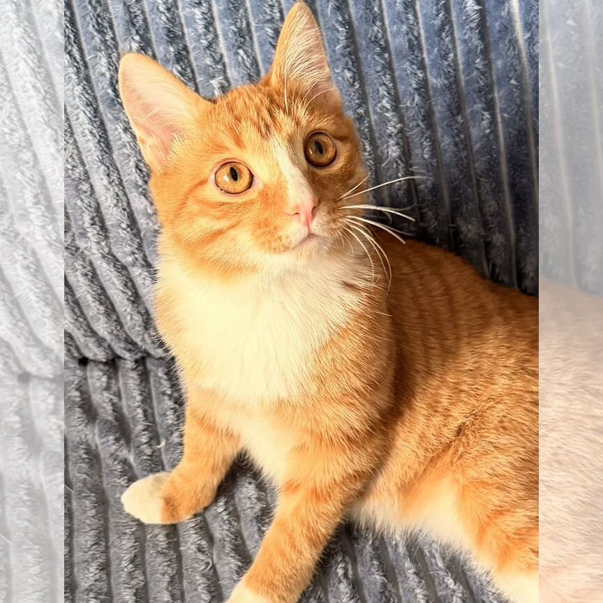 Курильский бобтейл короткошёрстный котёнок