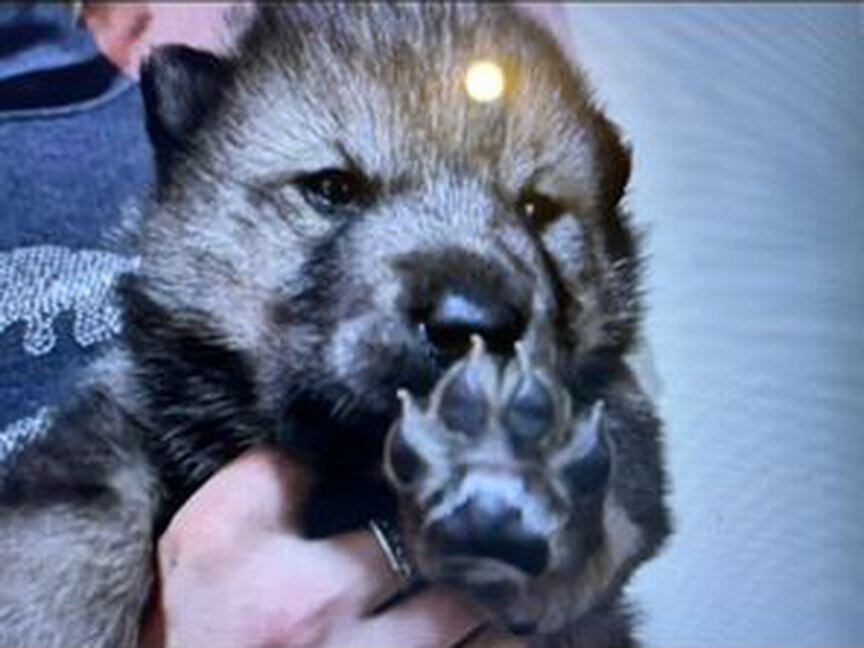 Серьезные щенки сильных волчьих овчарок