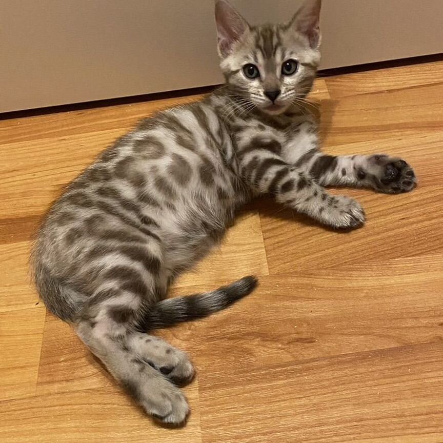 Бенгальские котята