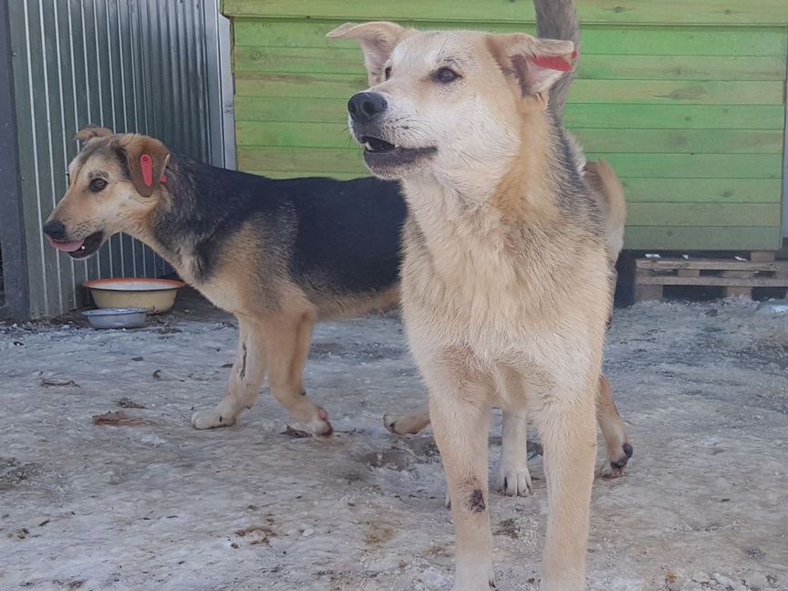 Собаки приюта ищут дом