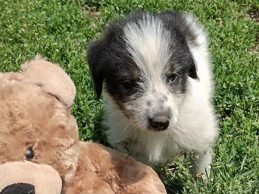 Брошенные щенки-малыши