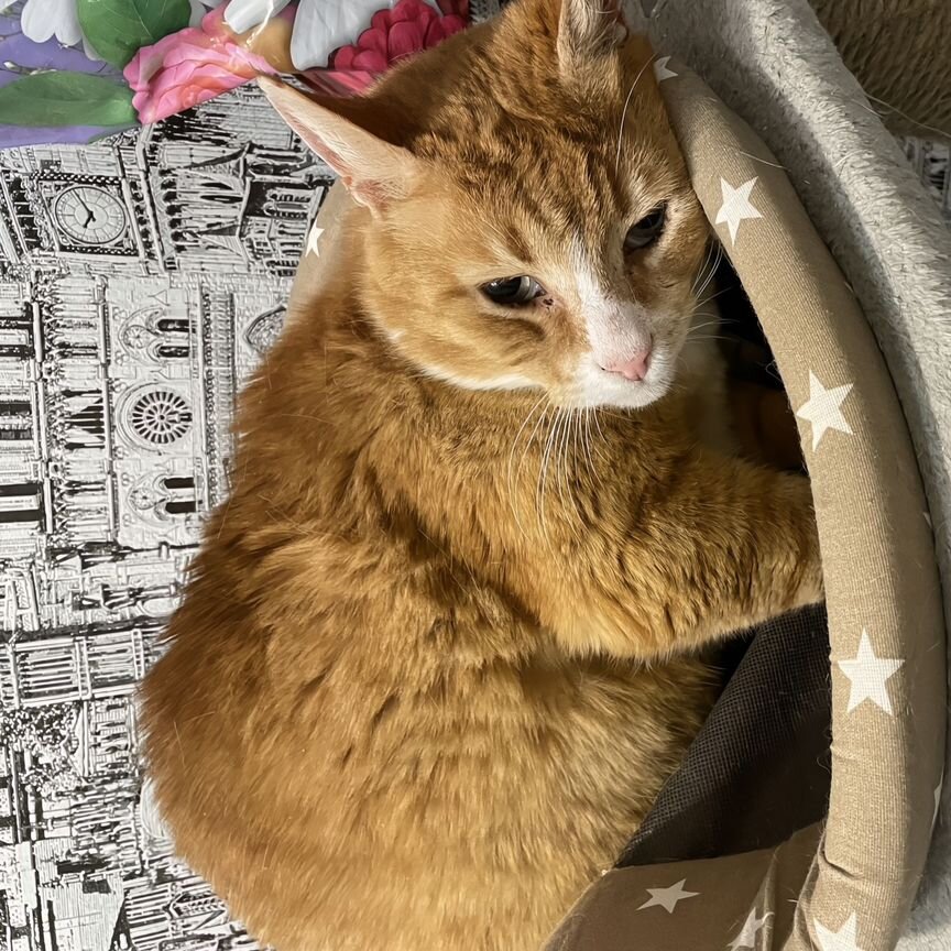 Взрослый кот в добрые руки