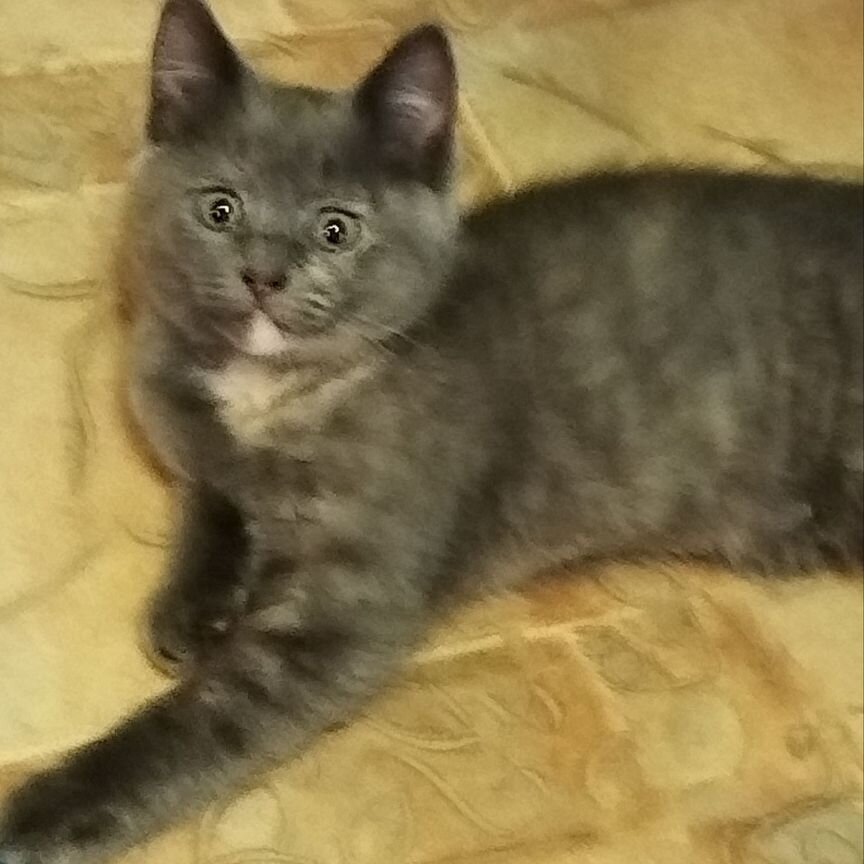 Котёнок в добрые руки