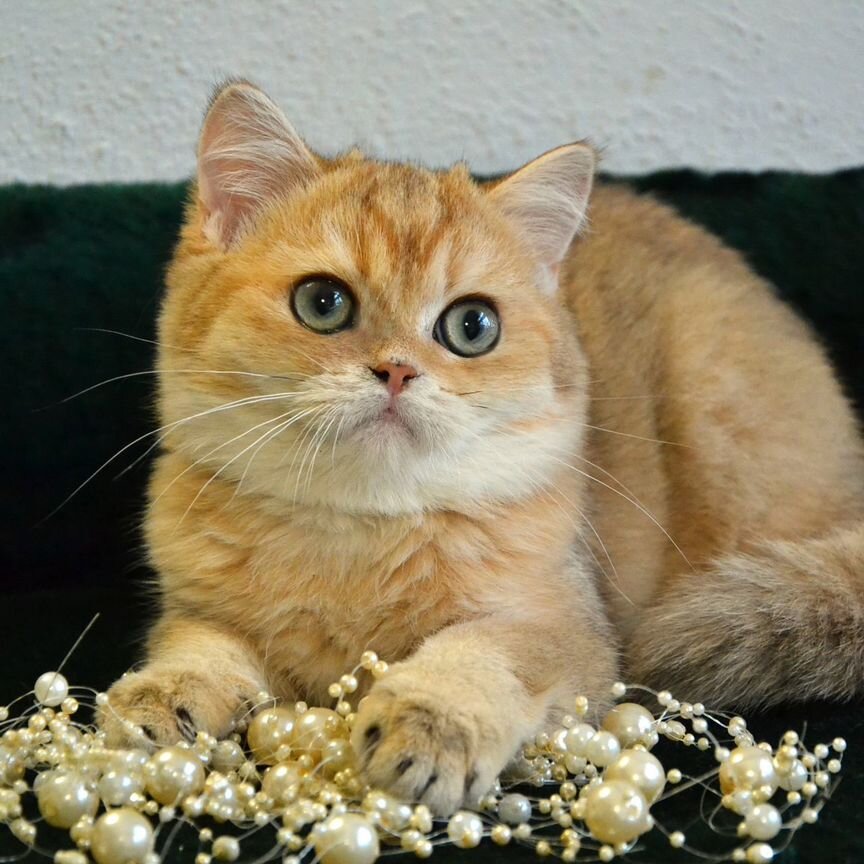 Шотландский золотой котенок