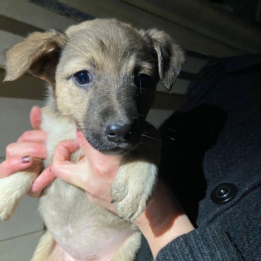 Щенок в добрые руки