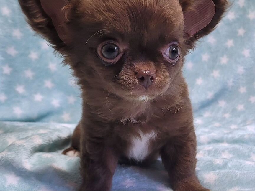 Чихуахуа - Конфетка