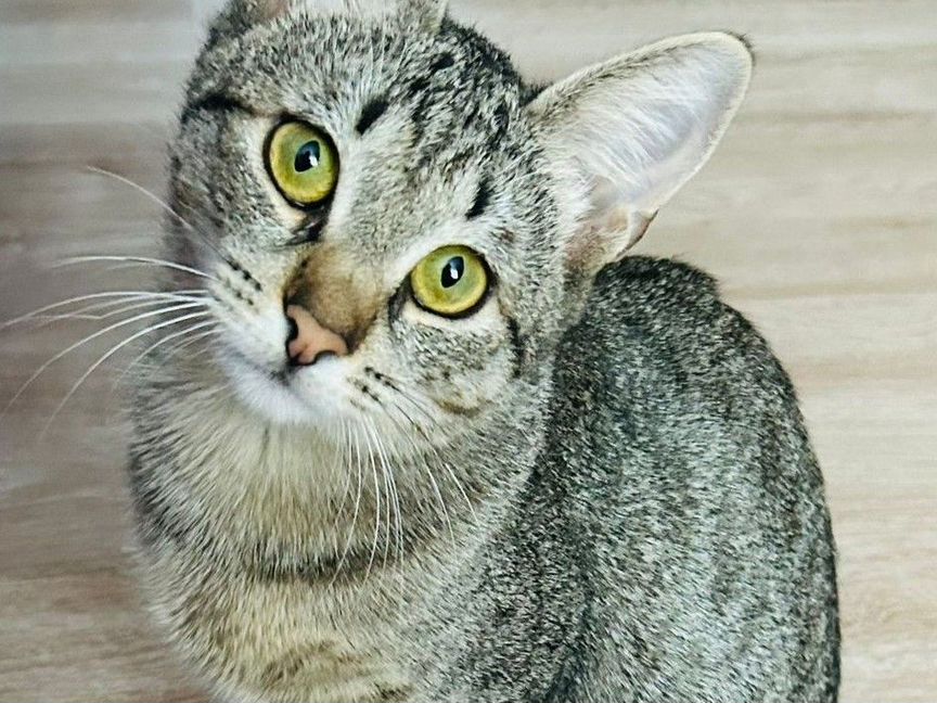 Котенок Стеша заждалась