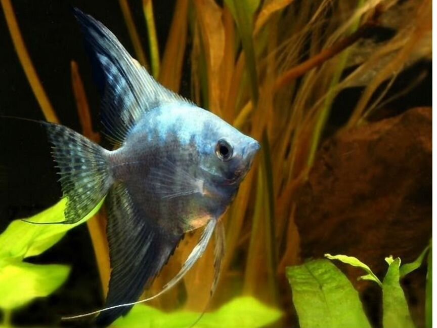 Скалярии пиной