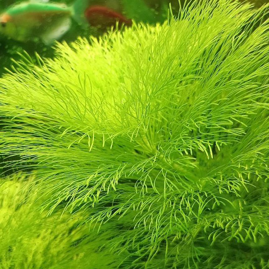 Кабомба каролинская