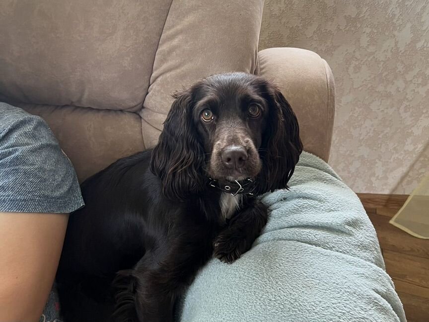 Вязка шоколадная английский кокер спаниель