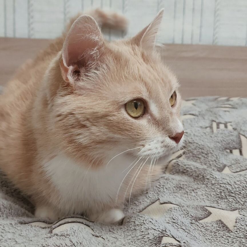 Отдам кота в очень заботливые руки