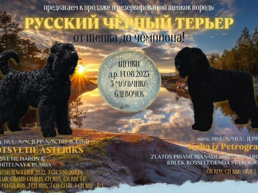 Щенки Черного терьера