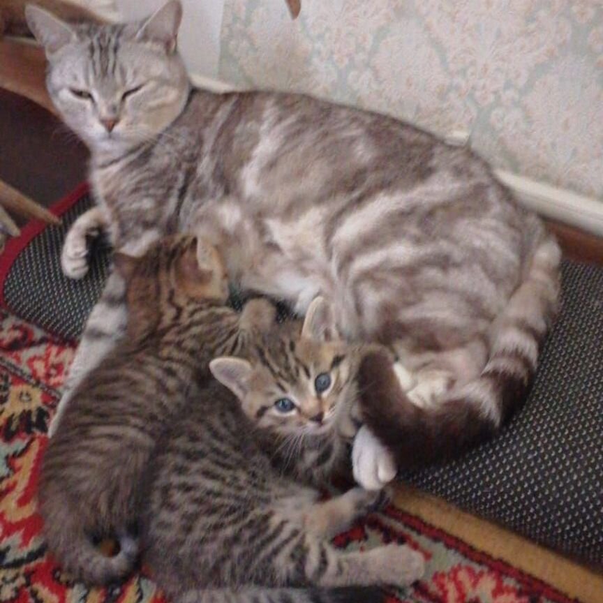 Котята