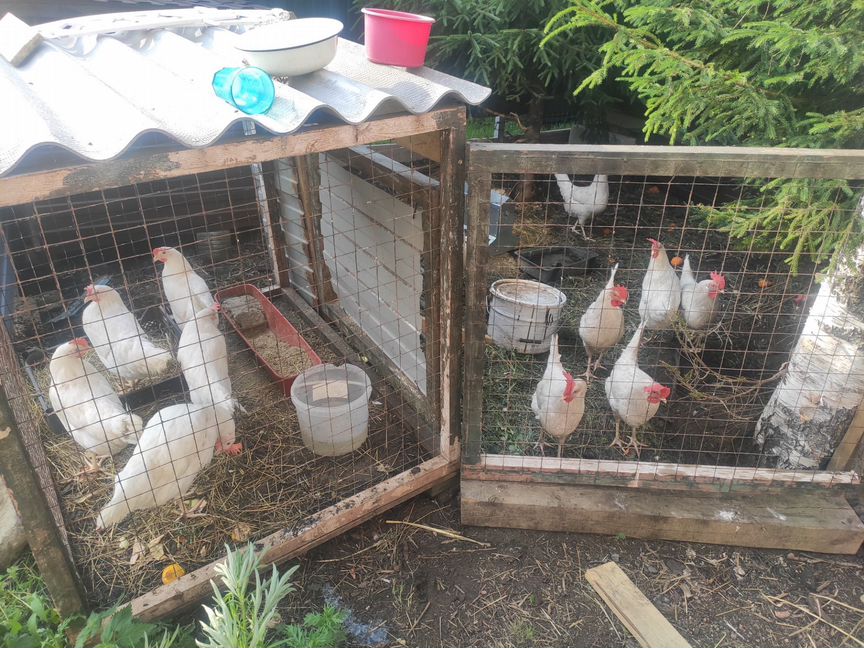 Куры молодки несушки бронь