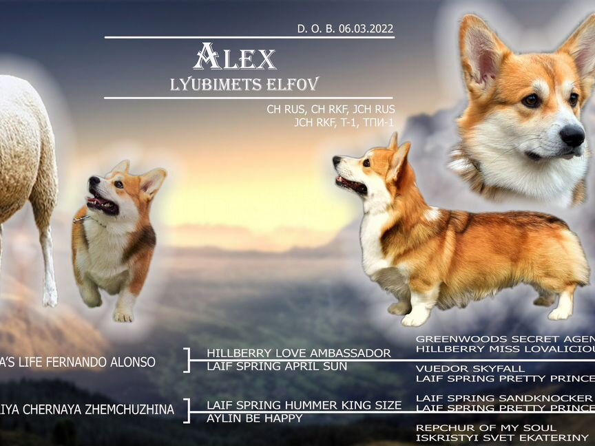 Вязка вельш-корги пемброк